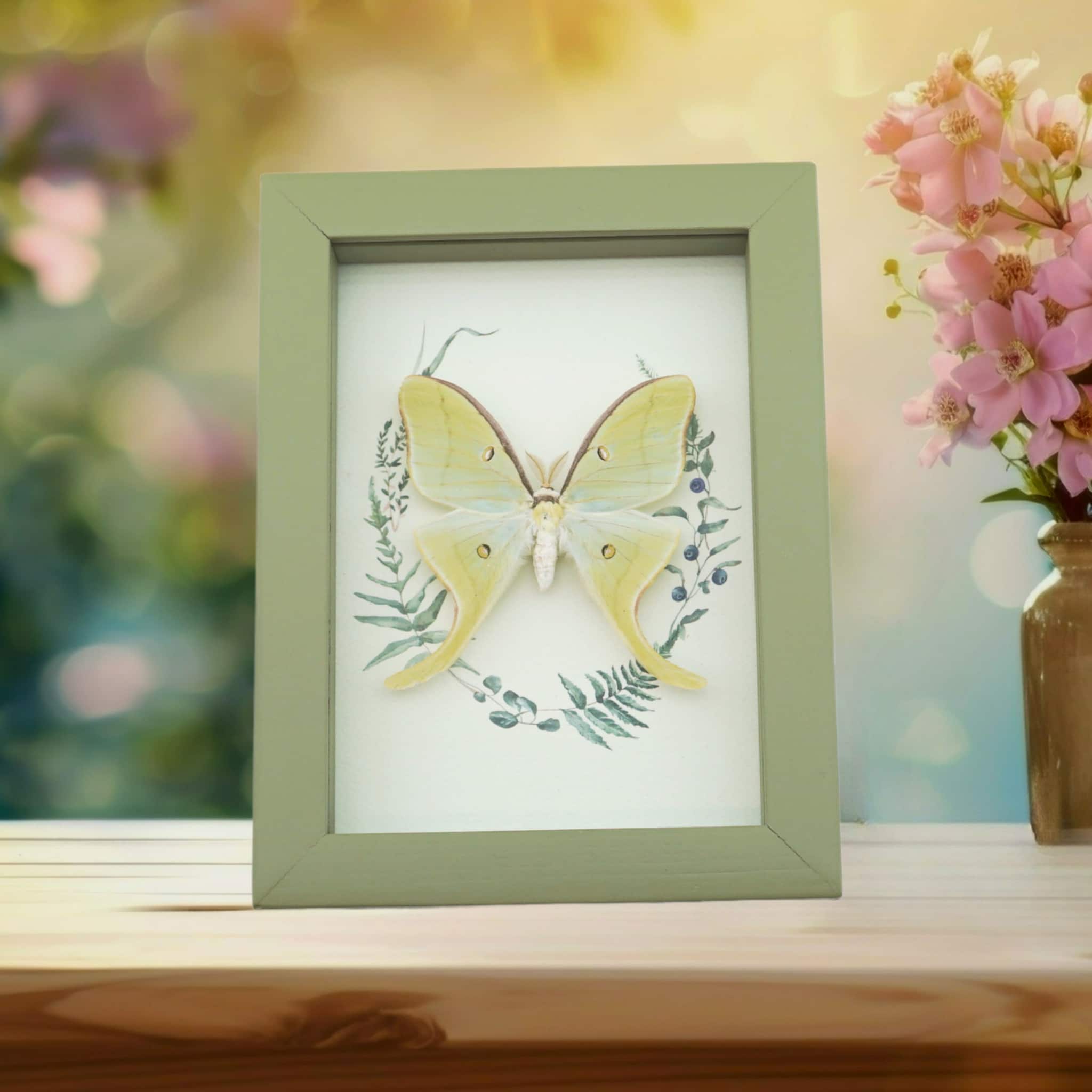 Real Framed Luna Moth Sage Green Ferns - Actias luna Taxidermy