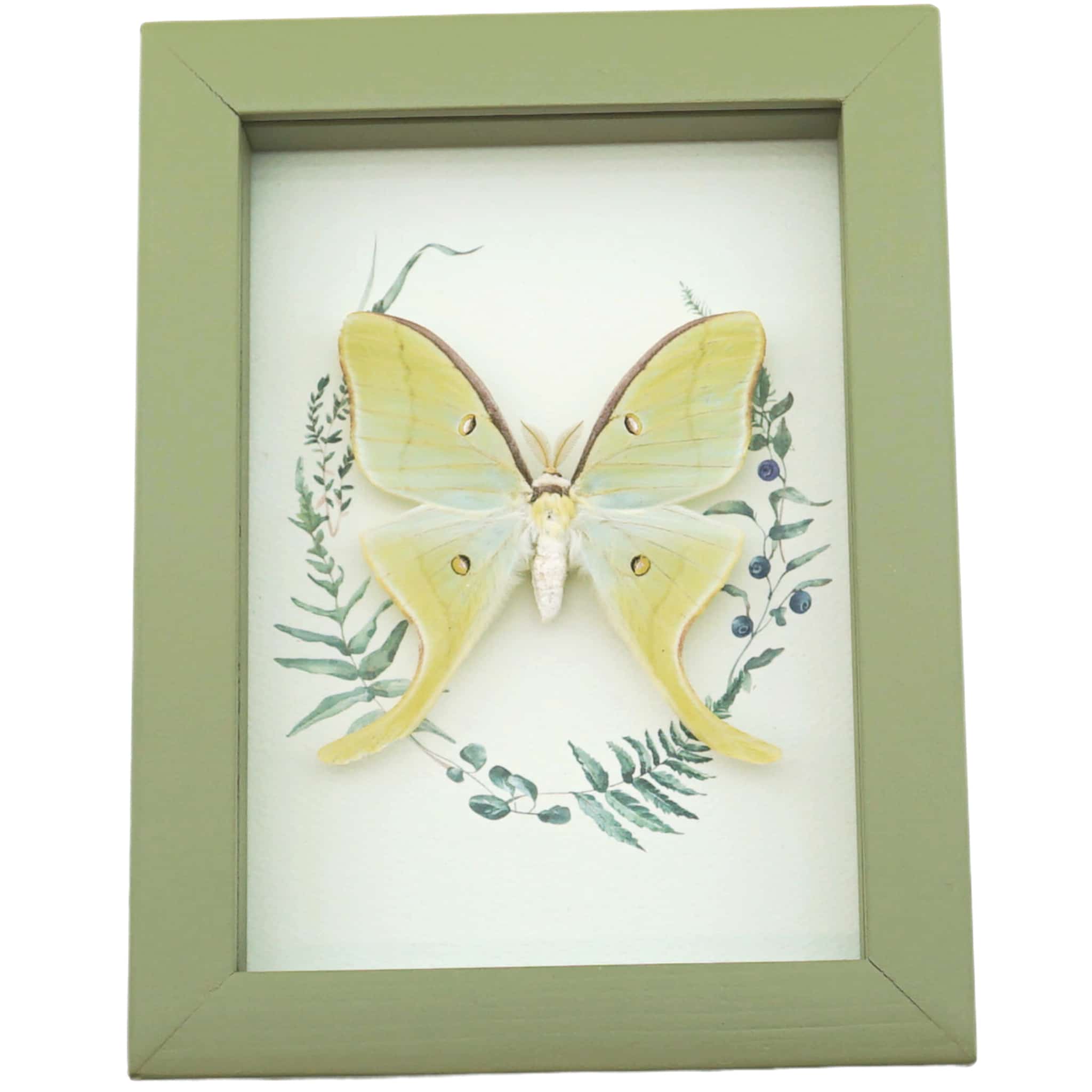 Real Framed Luna Moth Sage Green Ferns - Actias luna Taxidermy