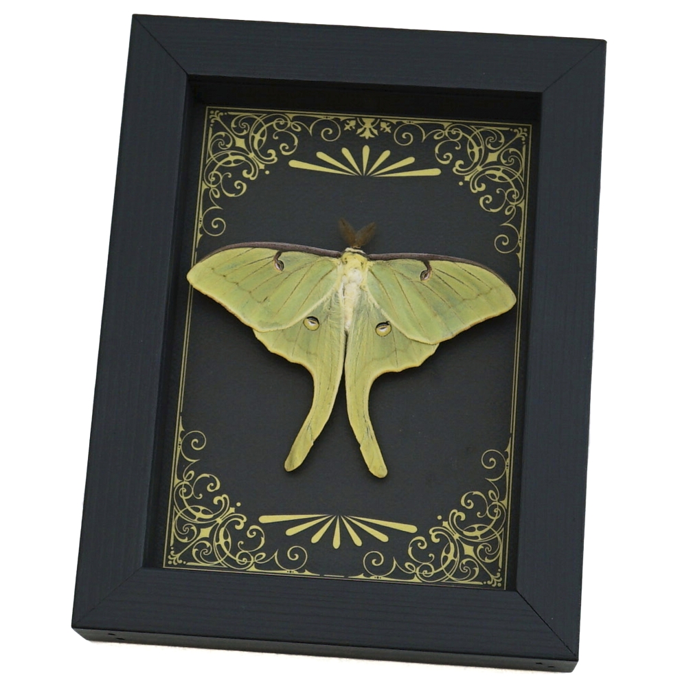 Framed Luna Moths - Actias Luna Moon Moths for sale