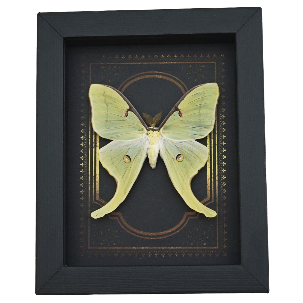 Framed Luna Moths - Actias Luna Moon Moths for sale