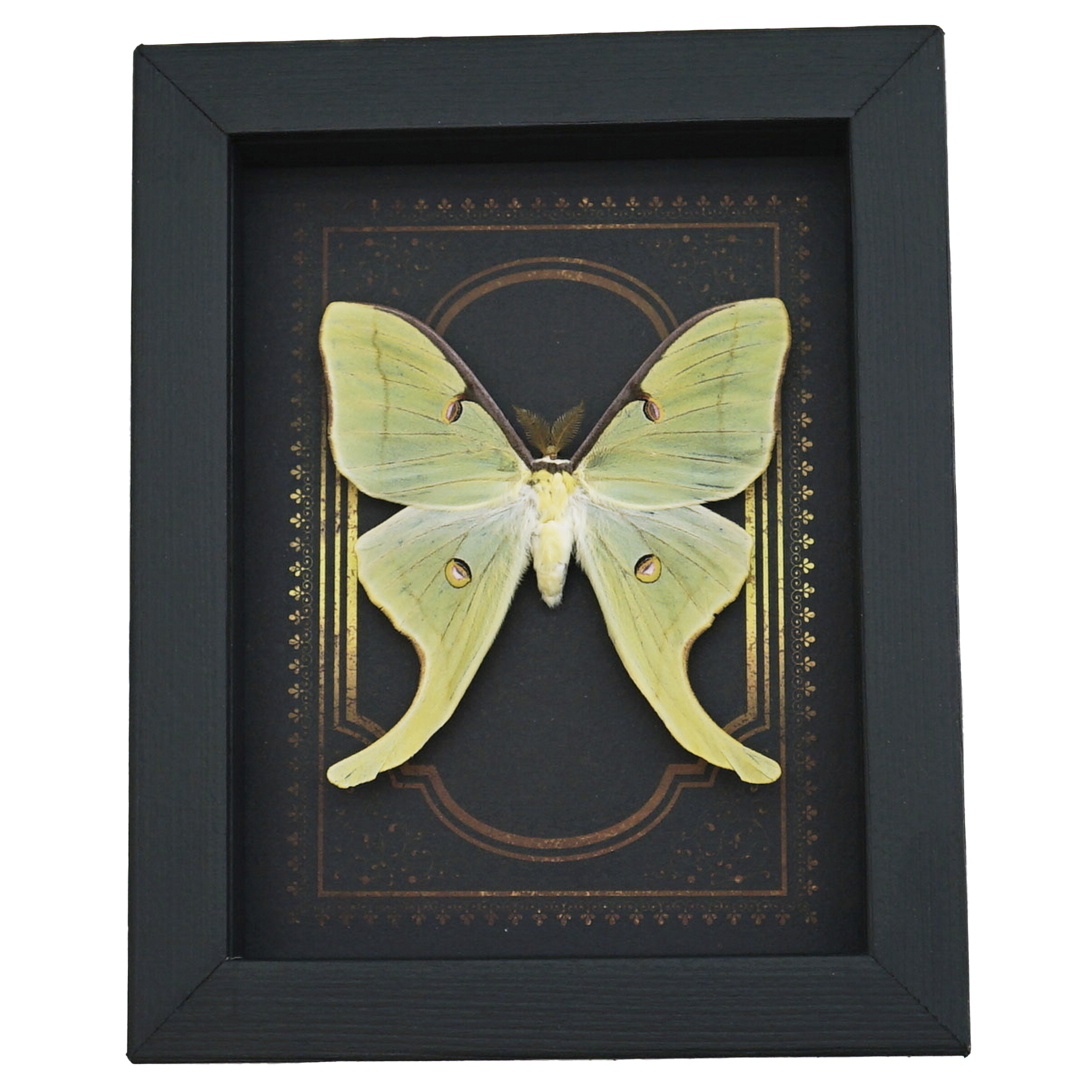 Real Framed Luna Moth - Gothic Border Actias luna Taxidermy