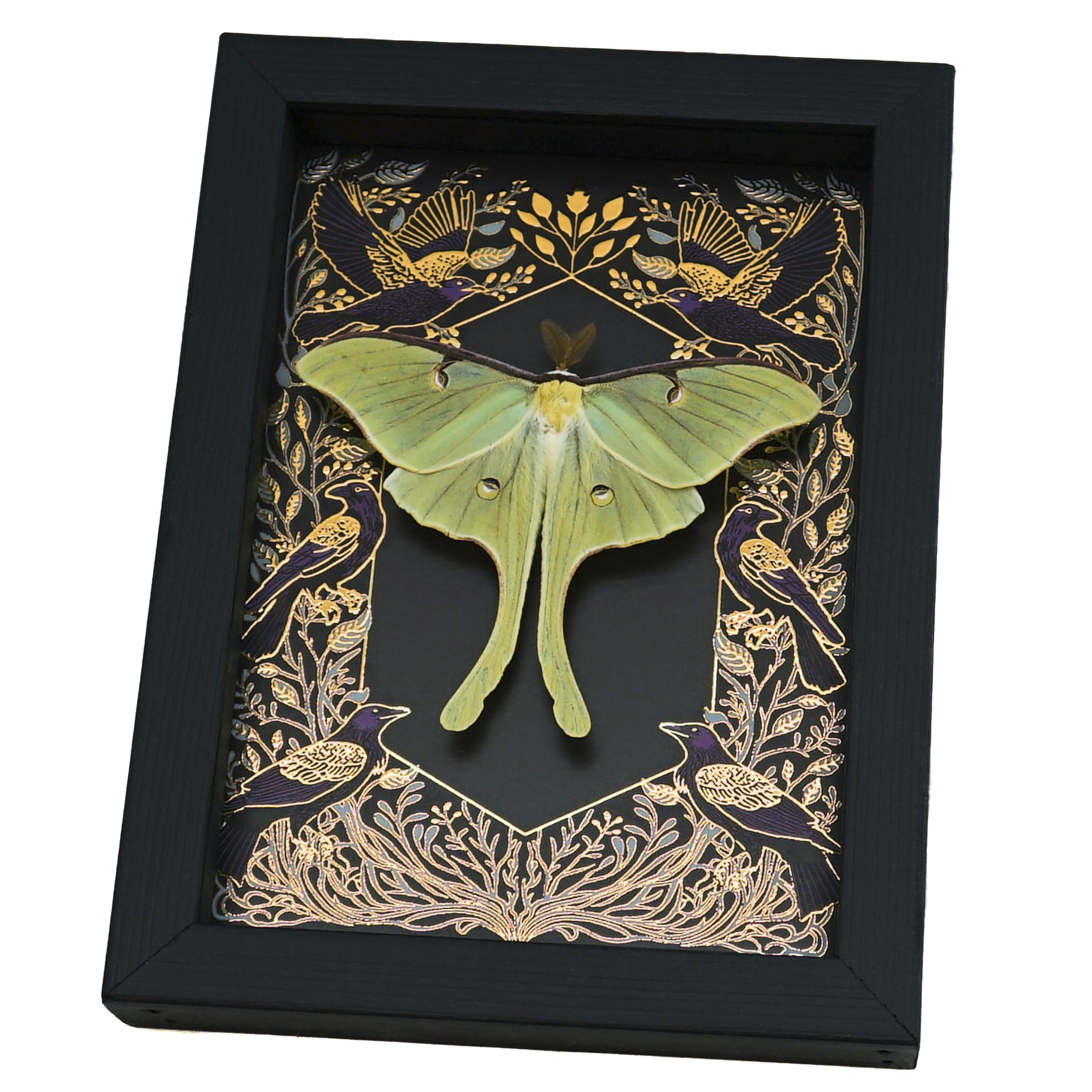 Luna Moth Gold Foil Gothic Ravens - Real Framed Actias luna