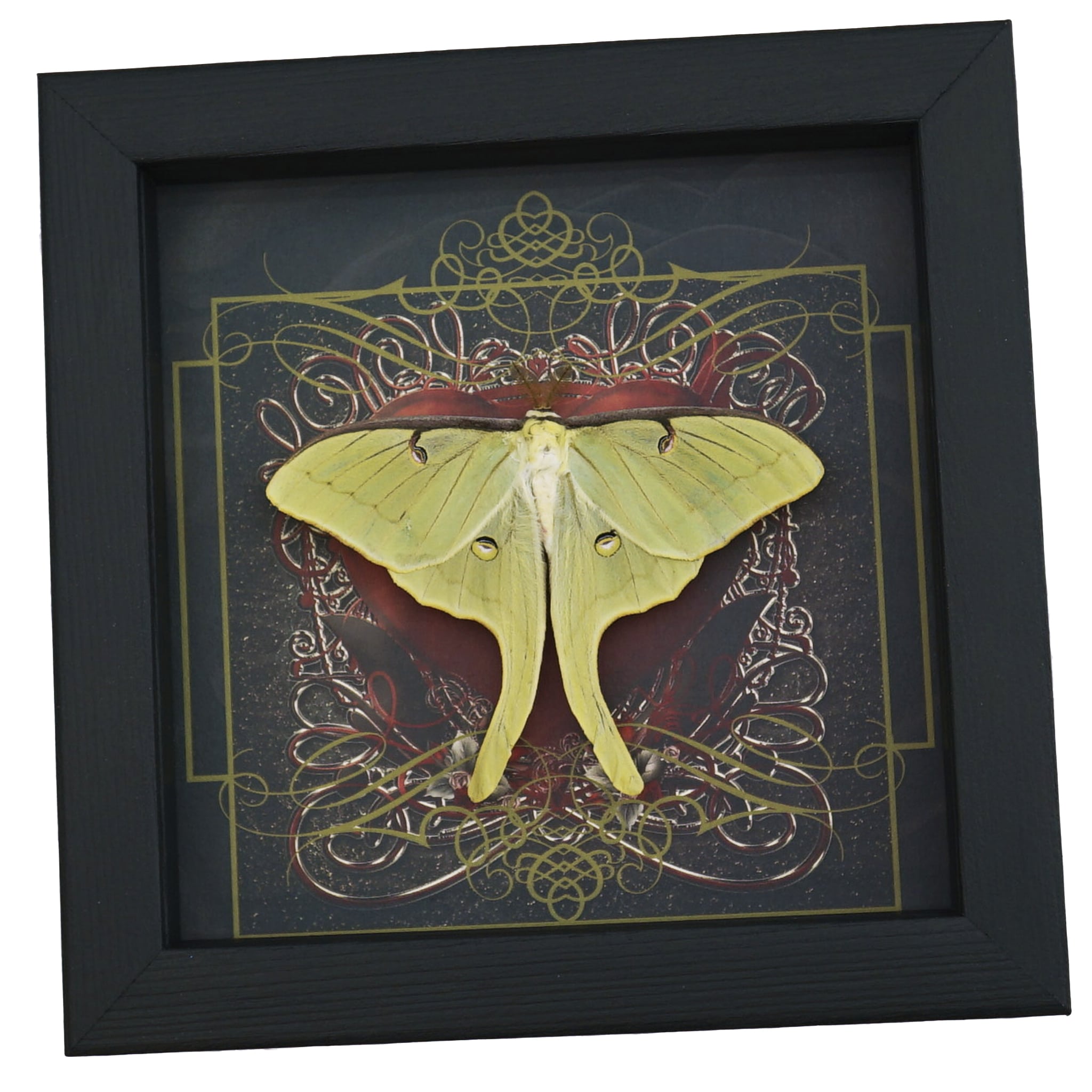 Real Framed Luna Moth Gothic Red Heart - Actias luna Resting