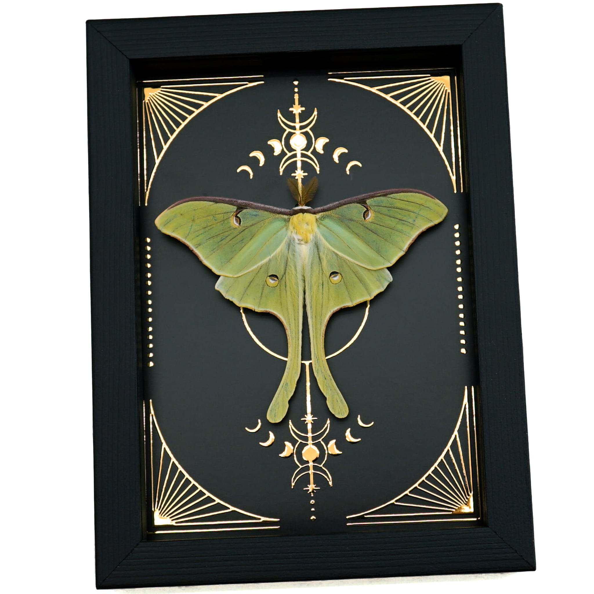 Real Luna Moth Celestial - Gold Foil Moon Phases - Actias luna