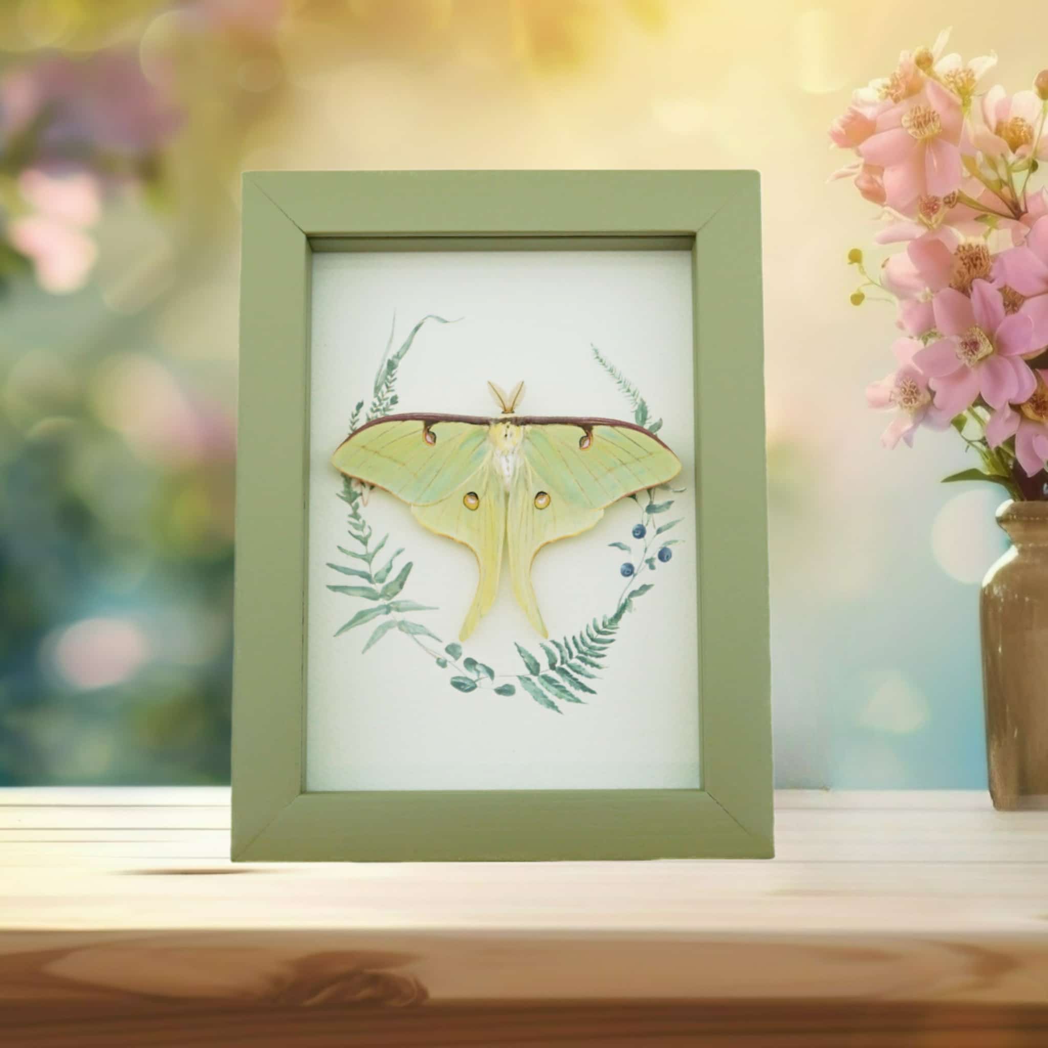 Real Framed Luna Moth Sage Green Ferns - Actias luna Resting