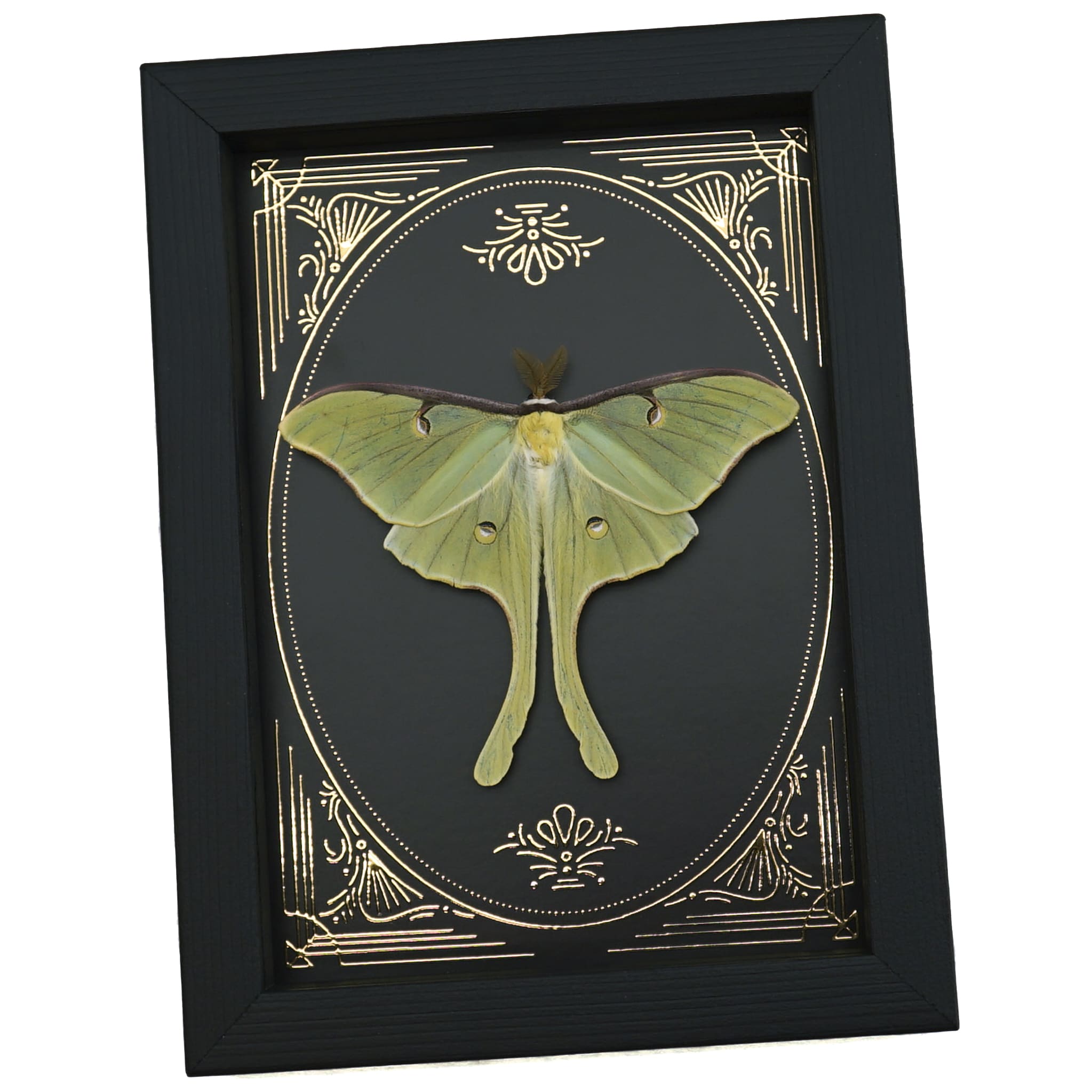 Real Luna Moth Gold Foil Victorian - Actias luna Resting Framed