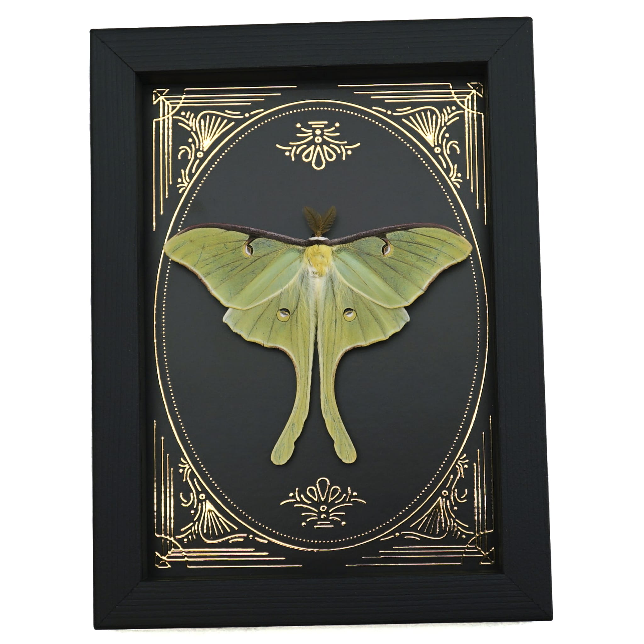 Real Luna Moth Gold Foil Victorian - Actias luna Resting Framed