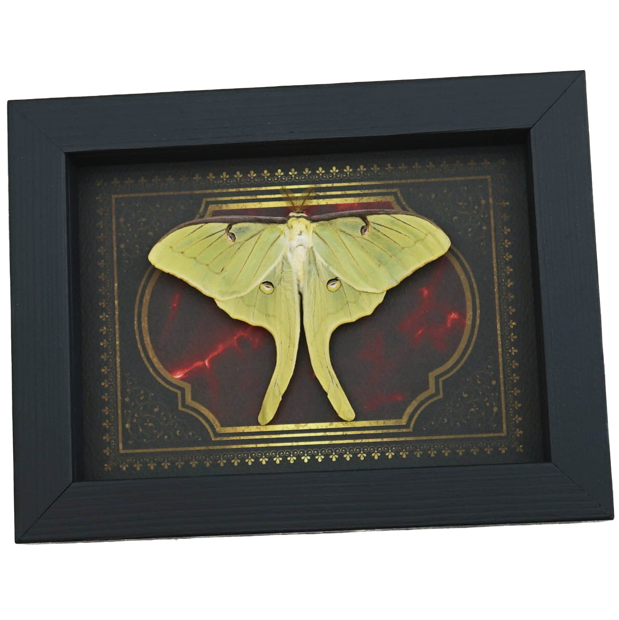 Real Framed Luna Moth - Gothic Red Gold Border - Actias luna