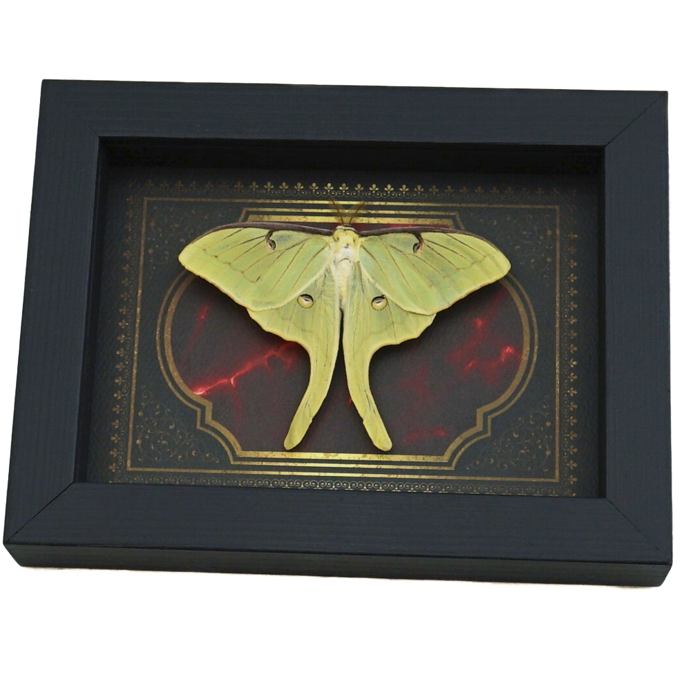 Framed Luna Moths - Actias Luna Moon Moths for sale