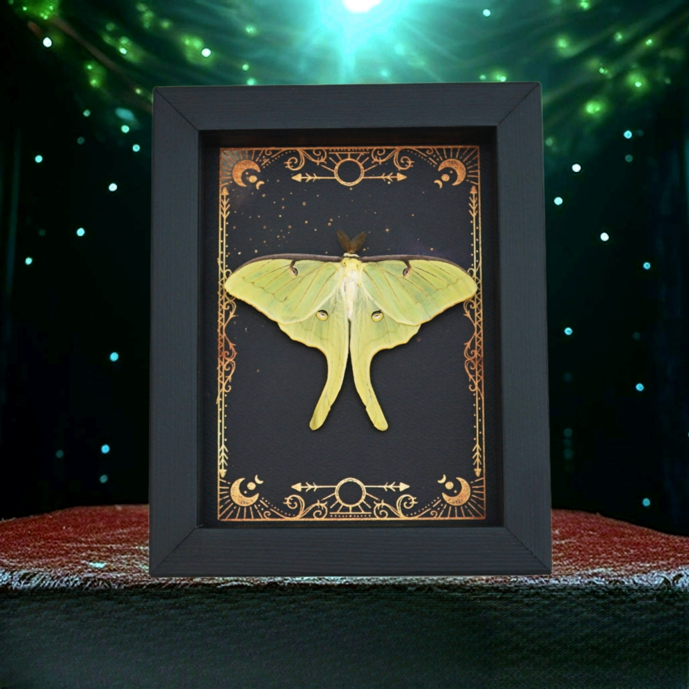 Framed Luna Moths - Actias Luna Moon Moths for sale