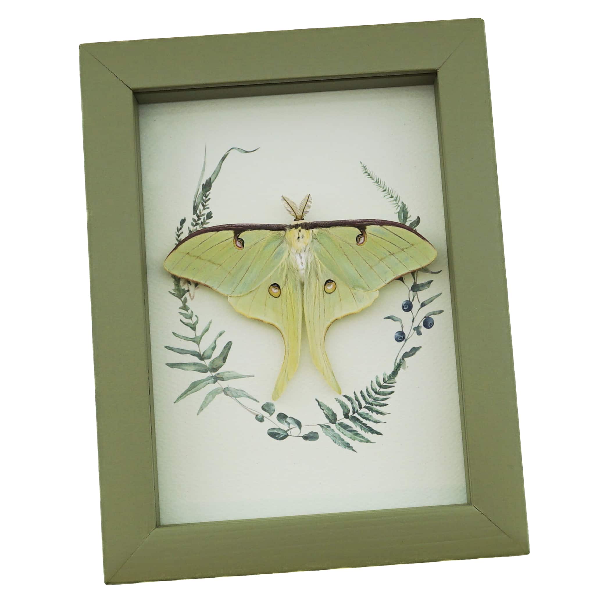 Real Framed Luna Moth Sage Green Ferns - Actias luna Resting
