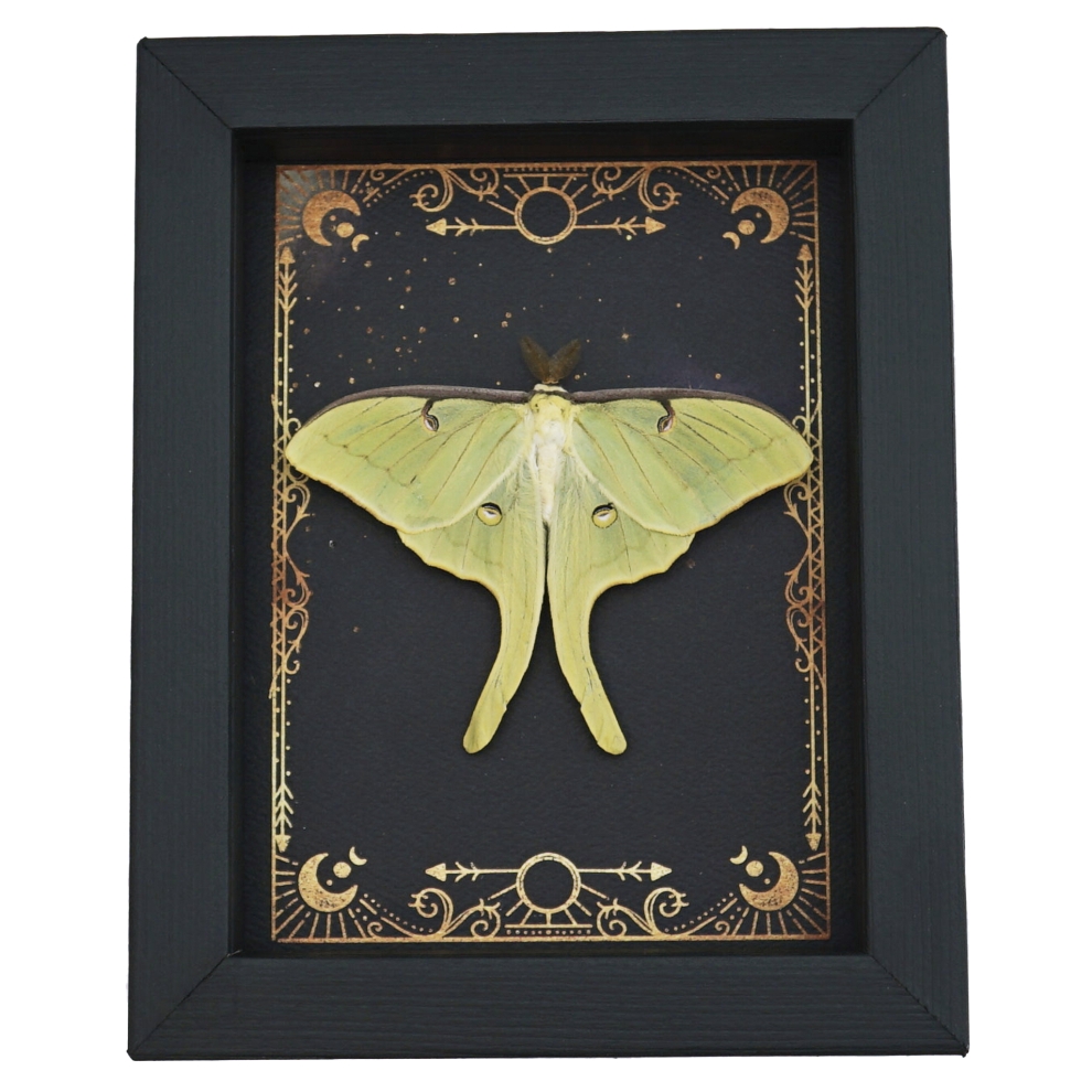 Framed Luna Moths - Actias Luna Moon Moths for sale