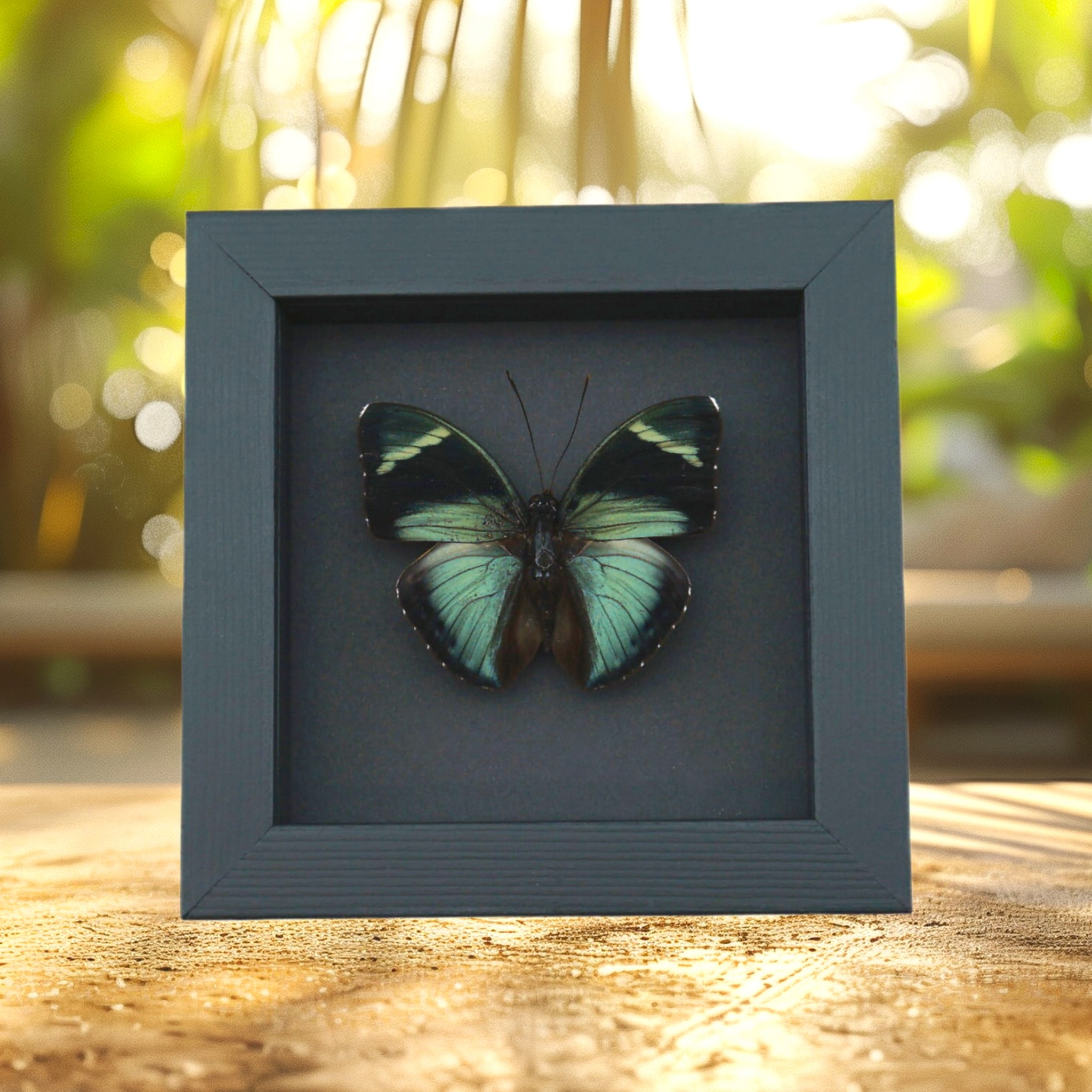 Euphaedra eberti Forester Butterfly - Real Framed Taxidermy