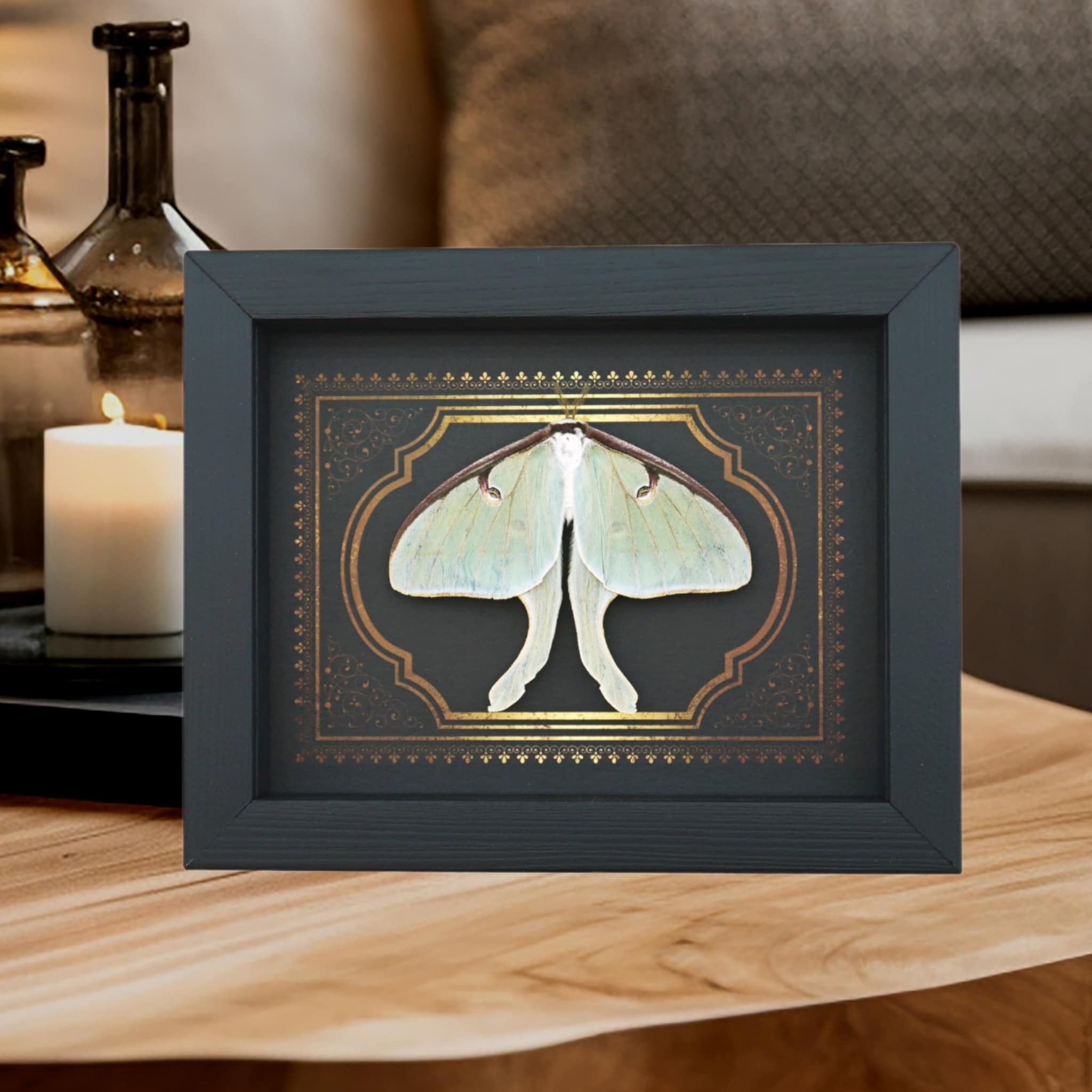 Real Framed Luna Moth Gothic Border - Actias luna Resting