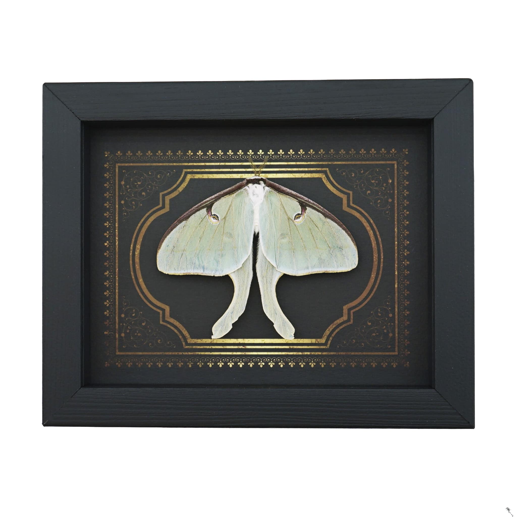Real Framed Luna Moth Gothic Border - Actias luna Resting