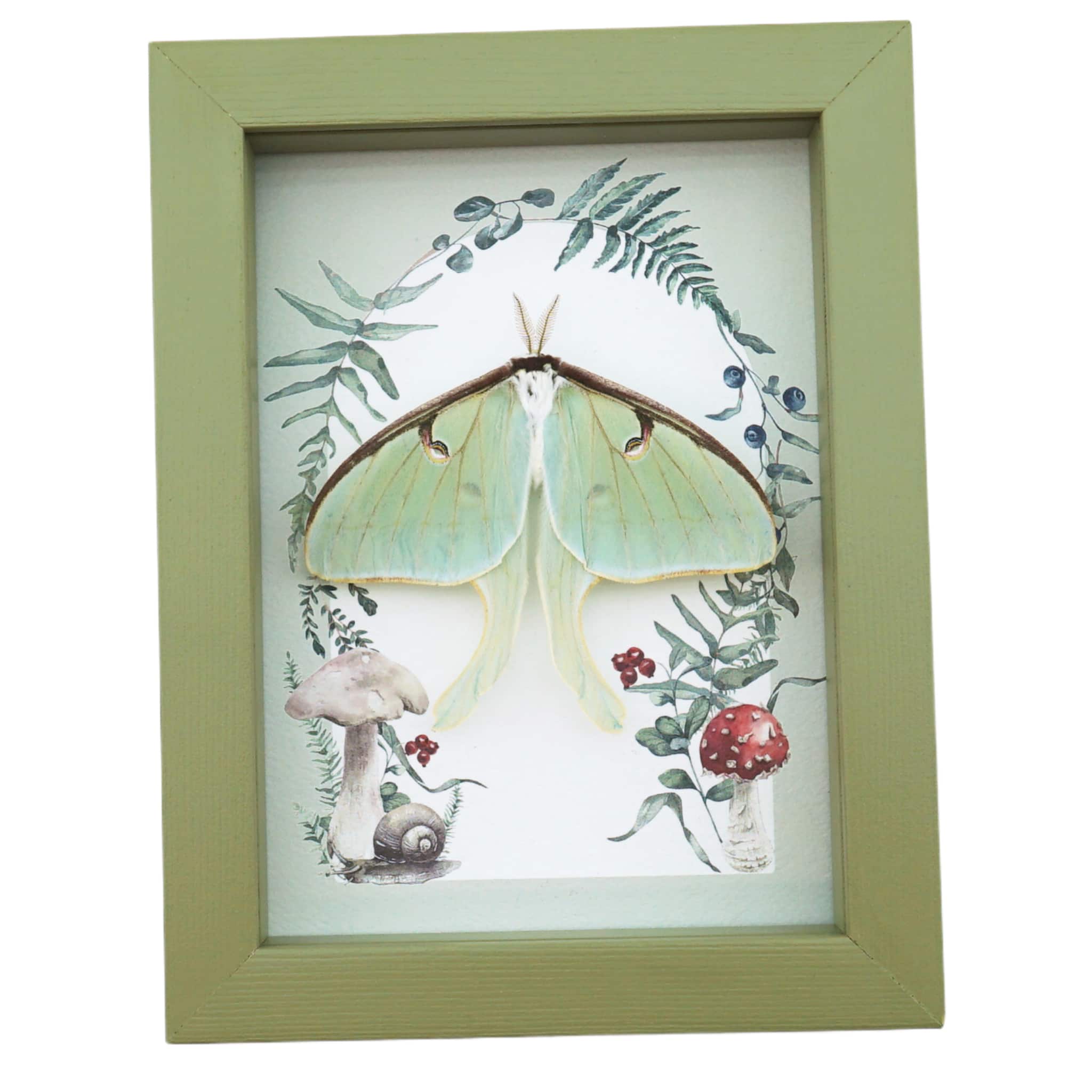 Real Framed Luna Moth Sage Green Ferns - Actias luna Resting