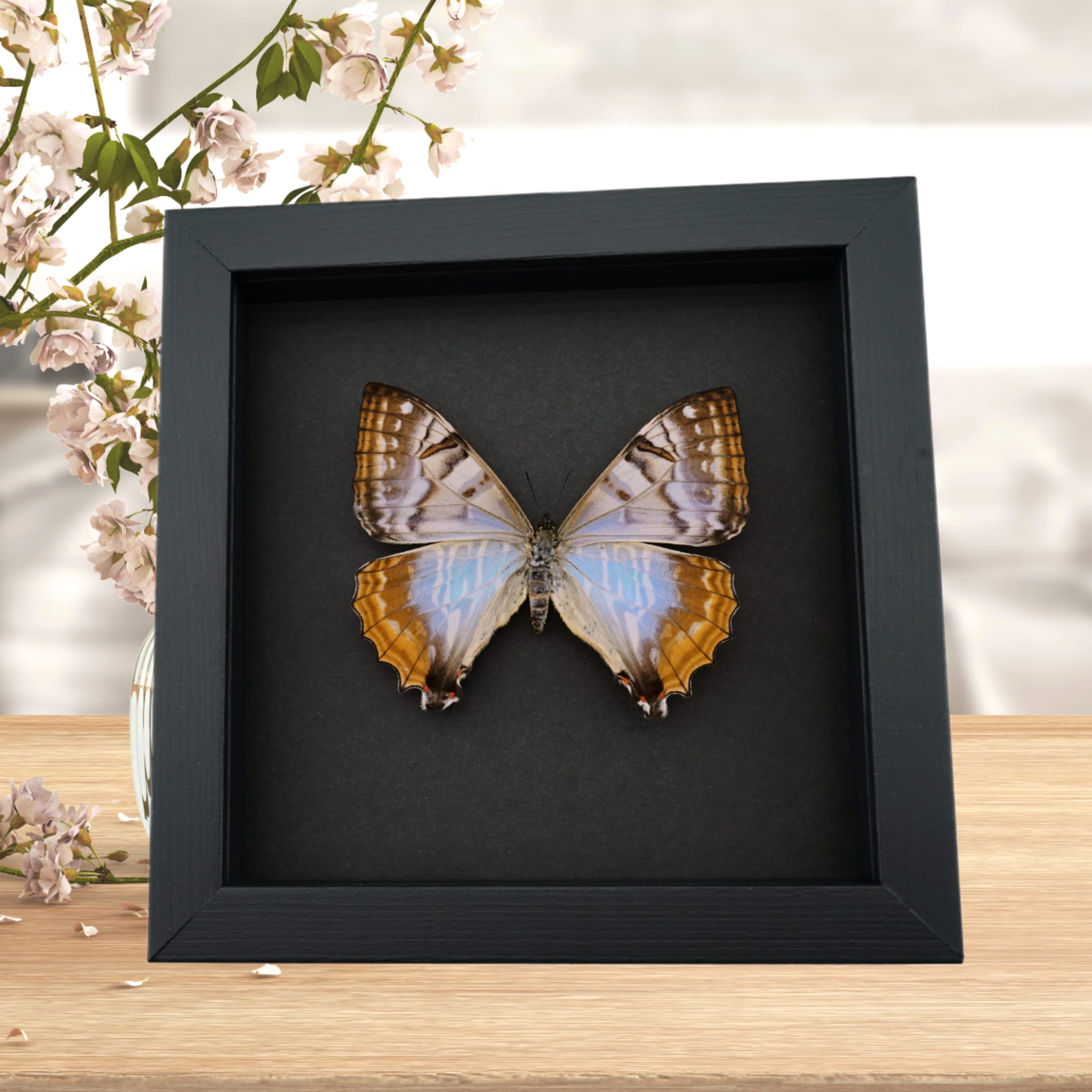 Mother Of Pearl Butterfly Morpho sulkowski Female - Framed