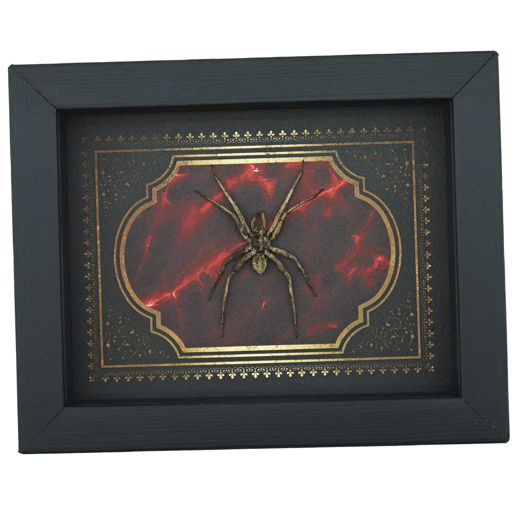 Real Framed Huntsman Spider Taxidermy - Gothic Gold Red Border
