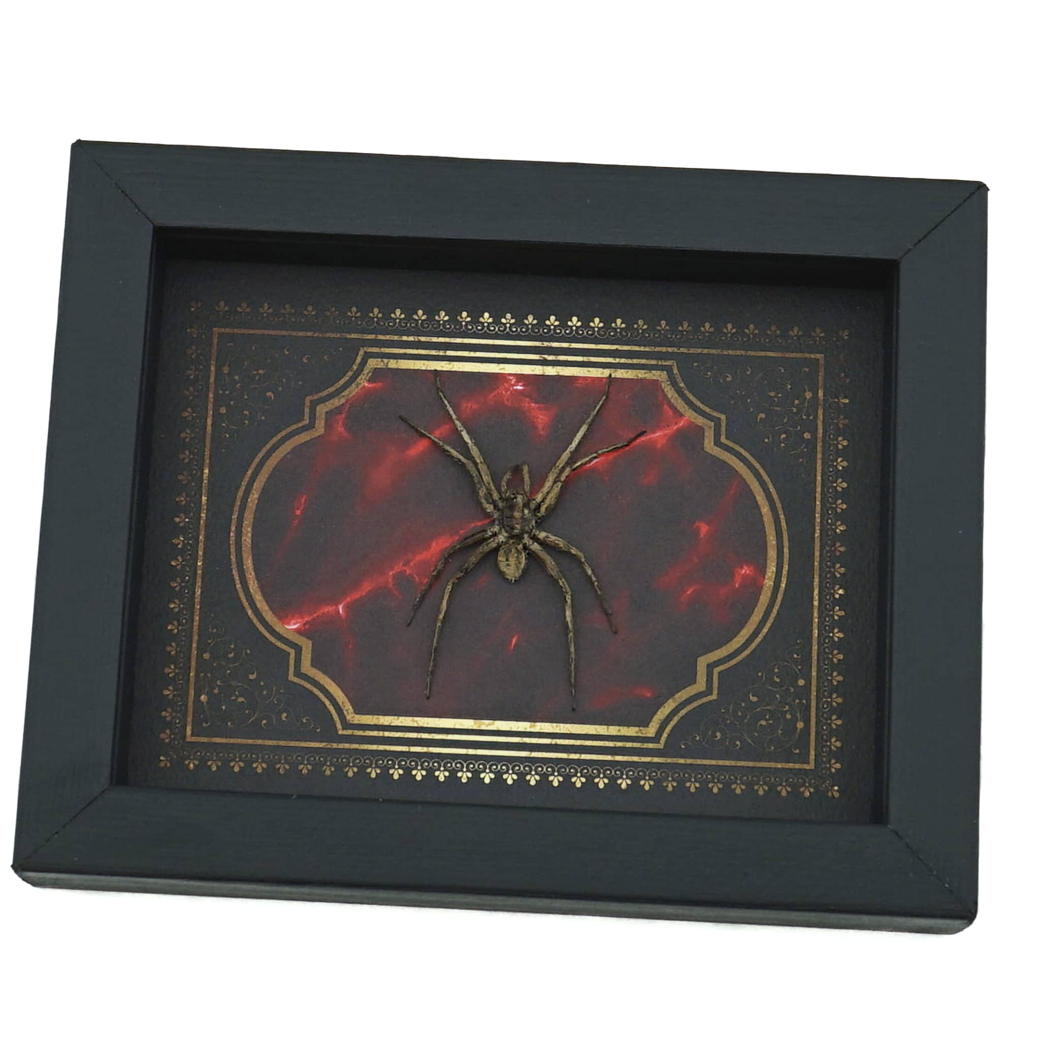 Real Framed Huntsman Spider Taxidermy - Gothic Gold Red Border