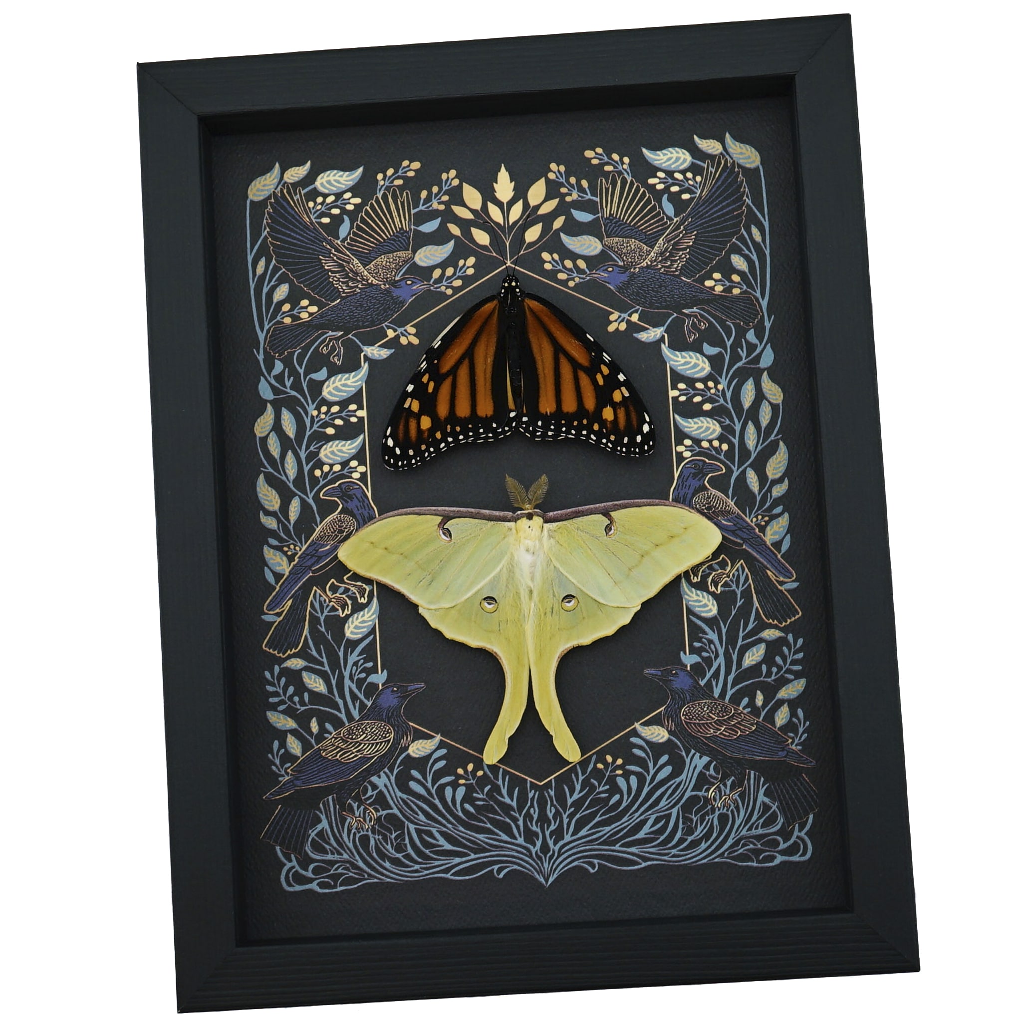 Gothic Ravens Monarch Butterfly - Luna Moth Set Real Framed