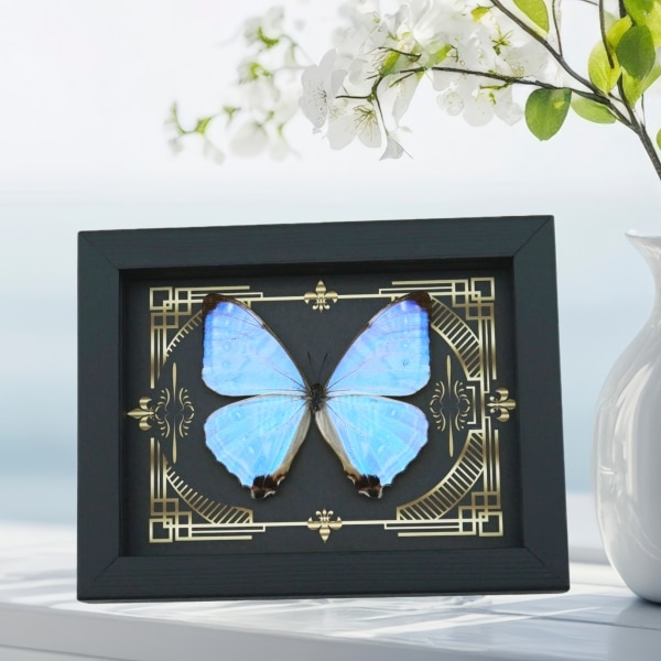 Real Mother Of Pearl Butterfly - Gothic Scrolls Morpho sulkowski