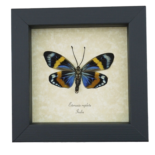 Real Framed Eterusia repleta - Male verso Day Moth Taxidermy