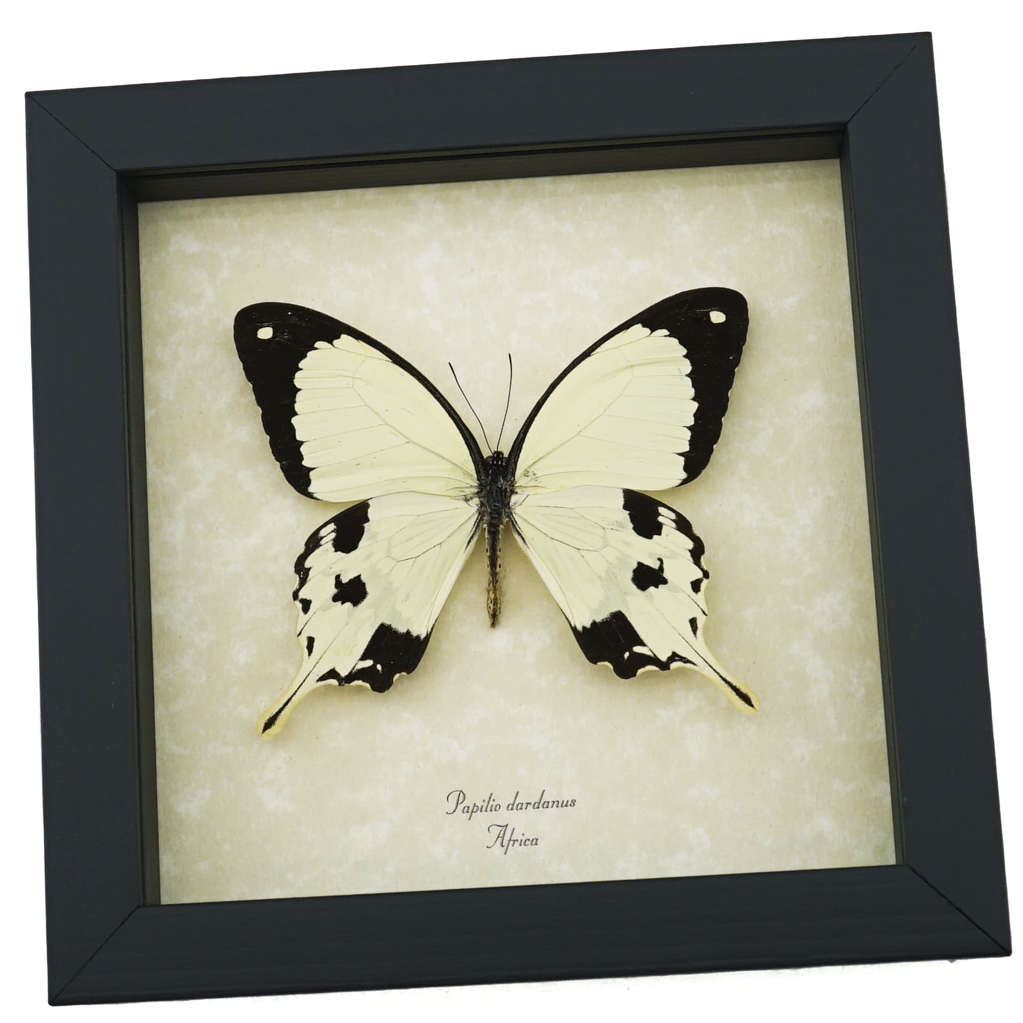 Papilio dardanus Mocker Swallowtail Butterfly - Real Framed
