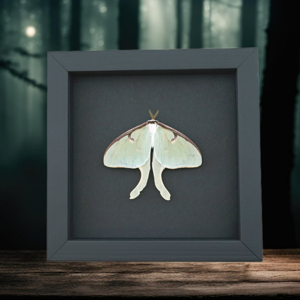 Framed Luna Moths - Actias Luna Moon Moths for sale