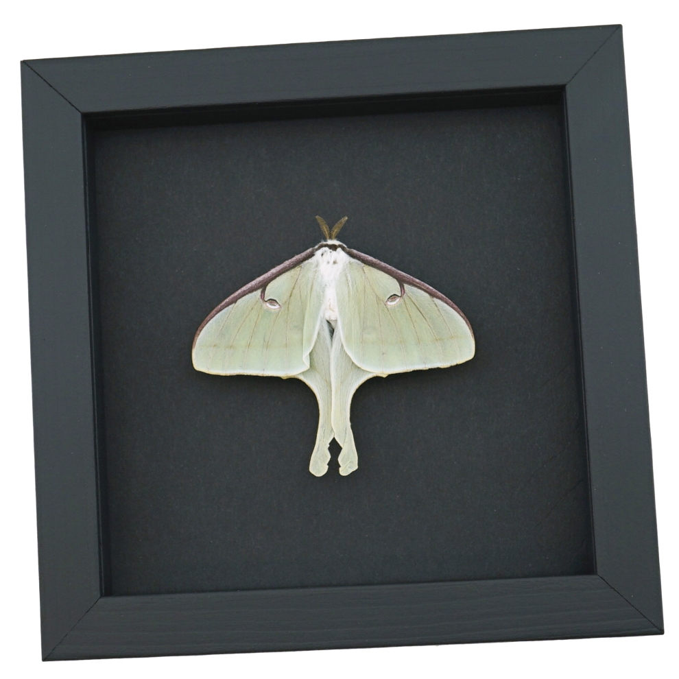 Framed Luna Moths - Actias Luna Moon Moths for sale