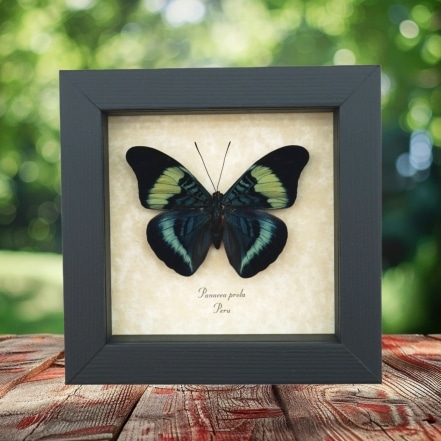 Panacea prola Prola Beauty Butterfly - Framed Taxidermy Display