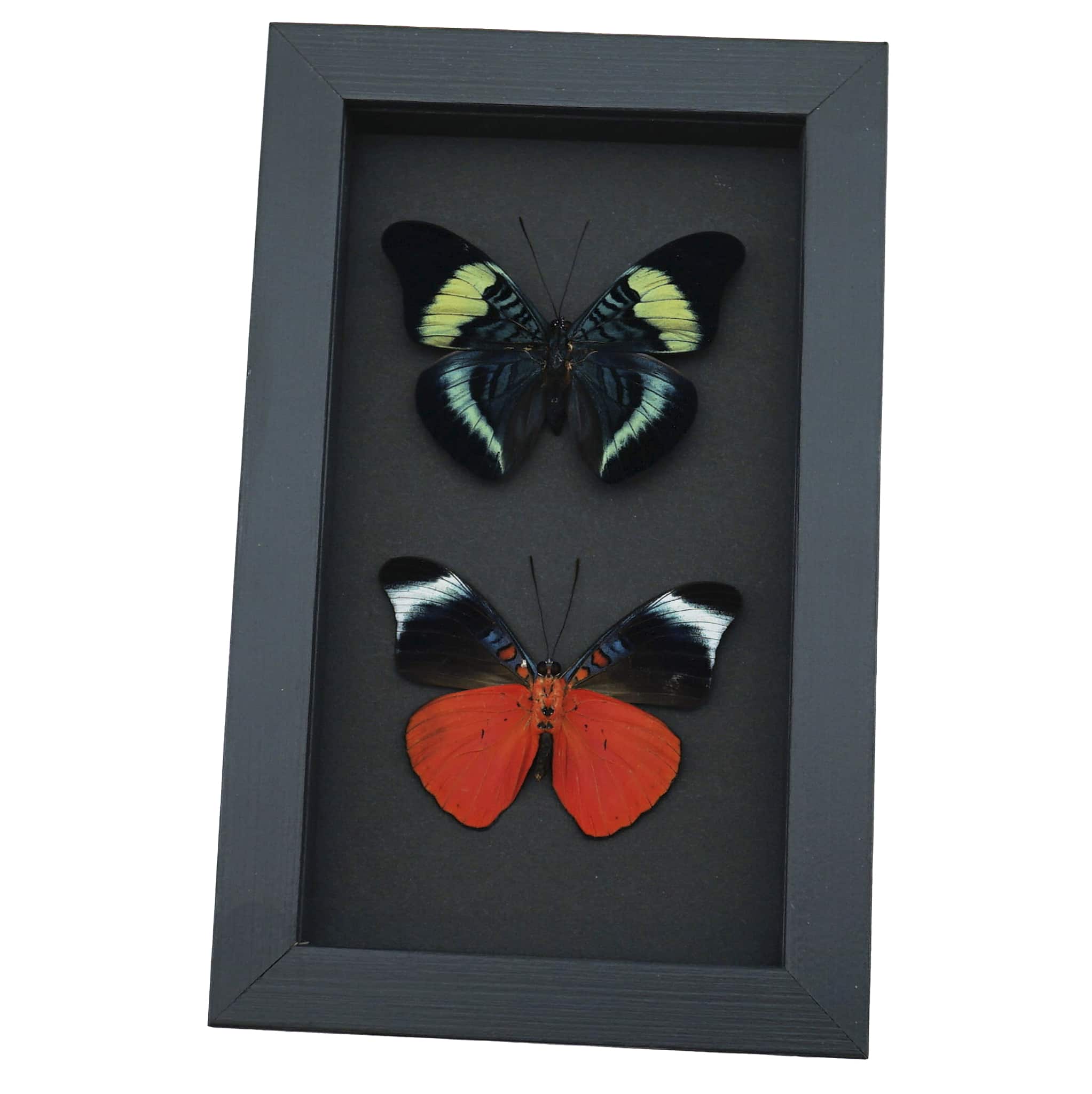 Panacea prola Pair Red Flasher Butterflies - Framed Taxidermy