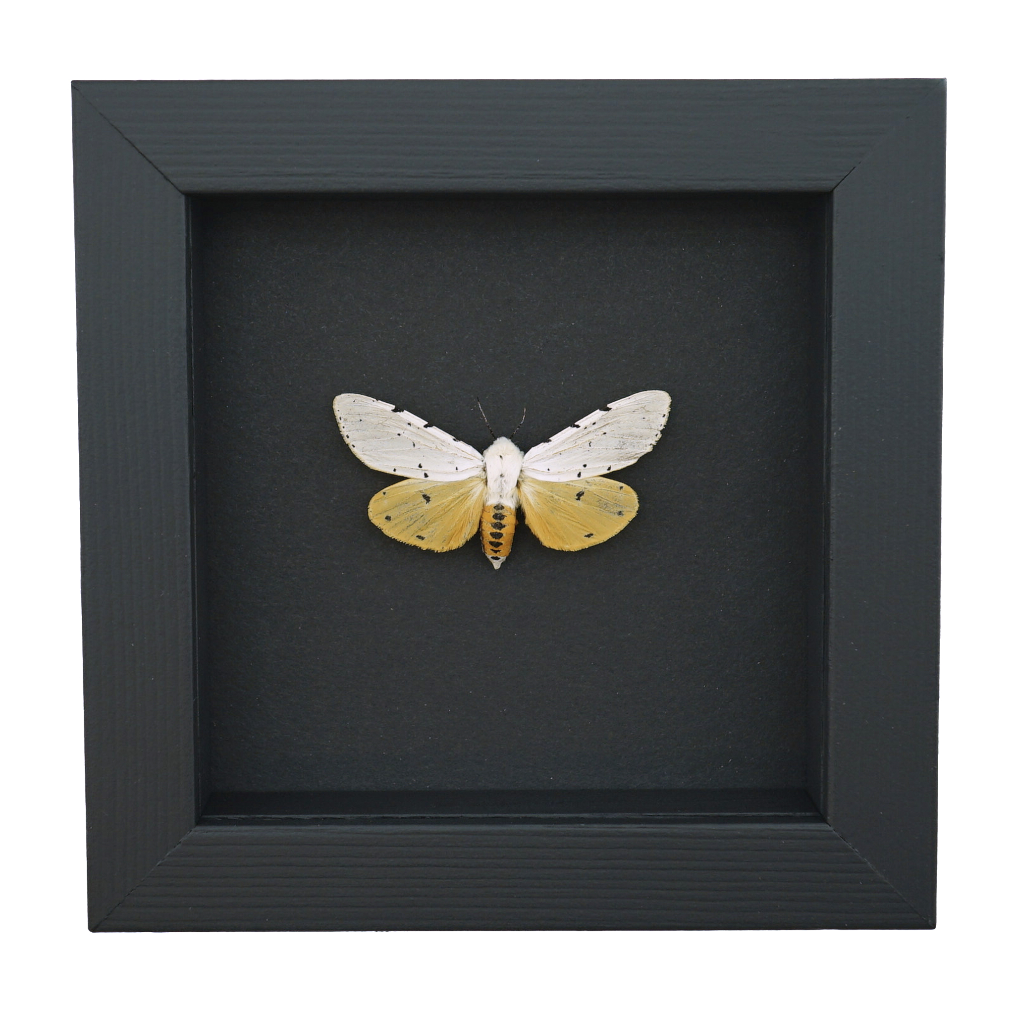 Estigmene acrea Female Salt Marsh Moth - Framed Taxidermy